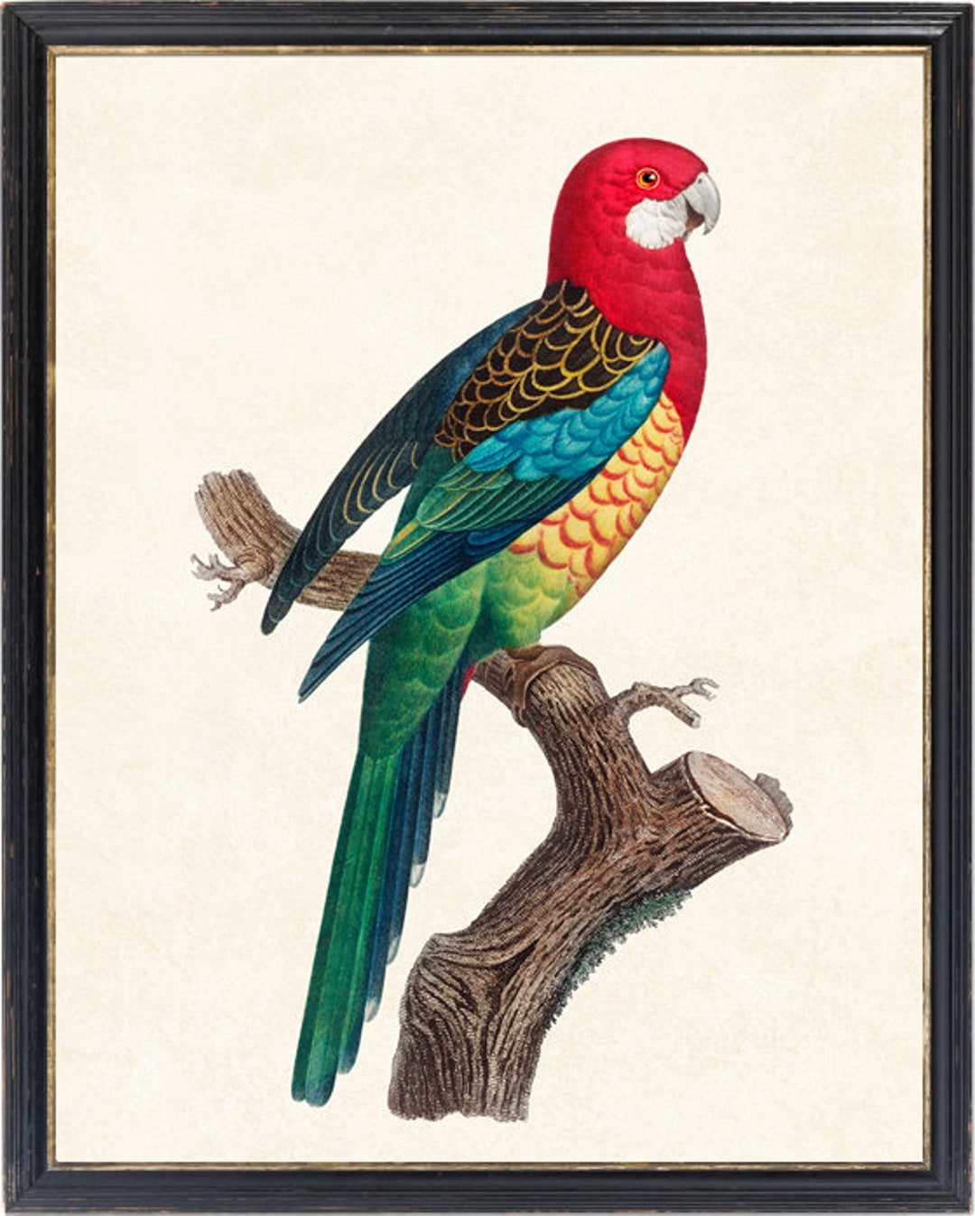 Parrot Art Printable, 'eastern Rosella' Parrot Vintage French Bird ...