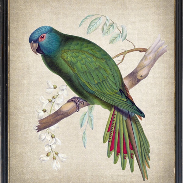 Antique Parrot Print - Etsy