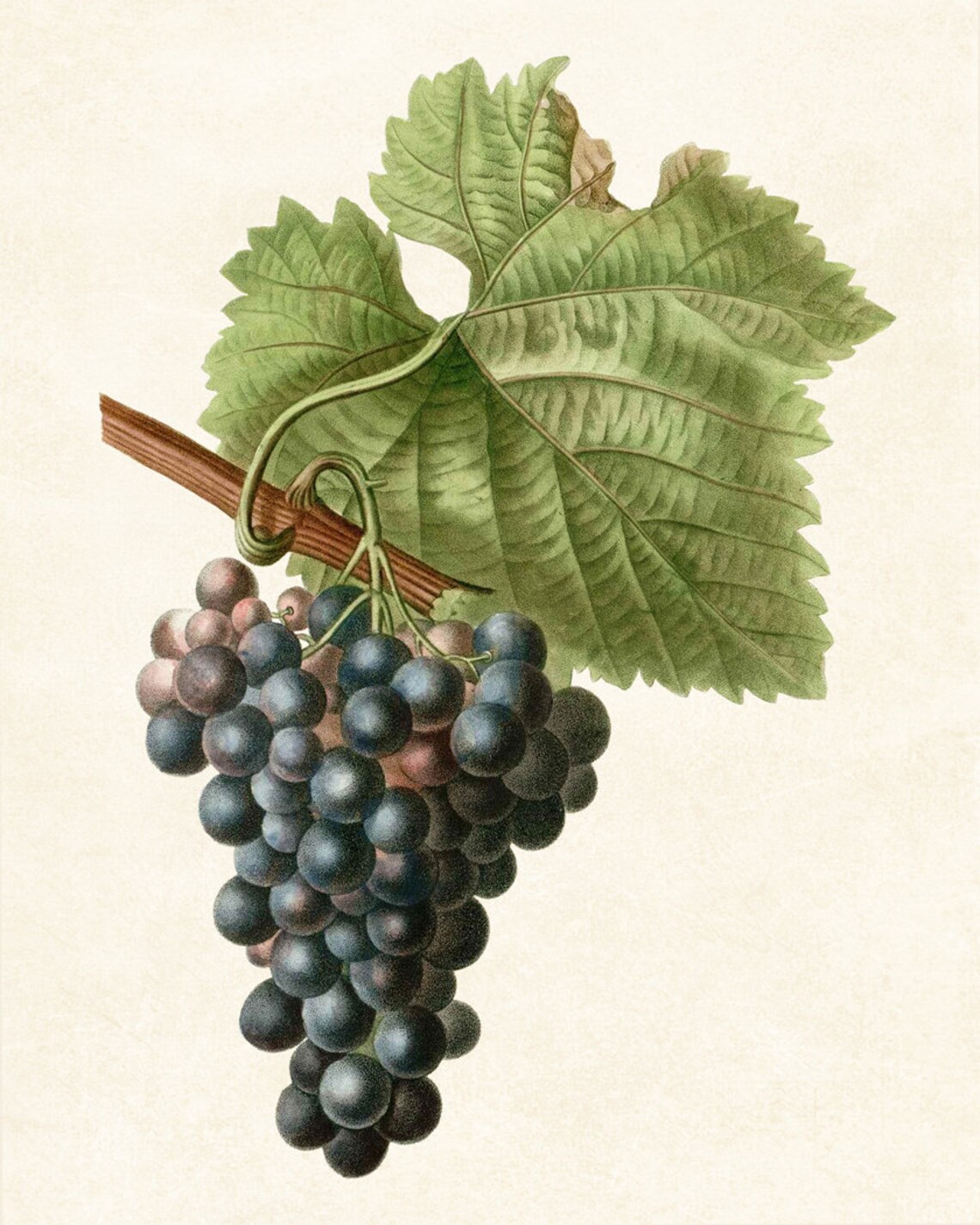 Grapes Print Vintage Fruit Illustration Printable Kitchen - Etsy