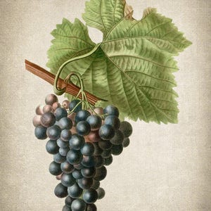 Grapes Print Vintage Fruit Illustration Printable Kitchen | Etsy