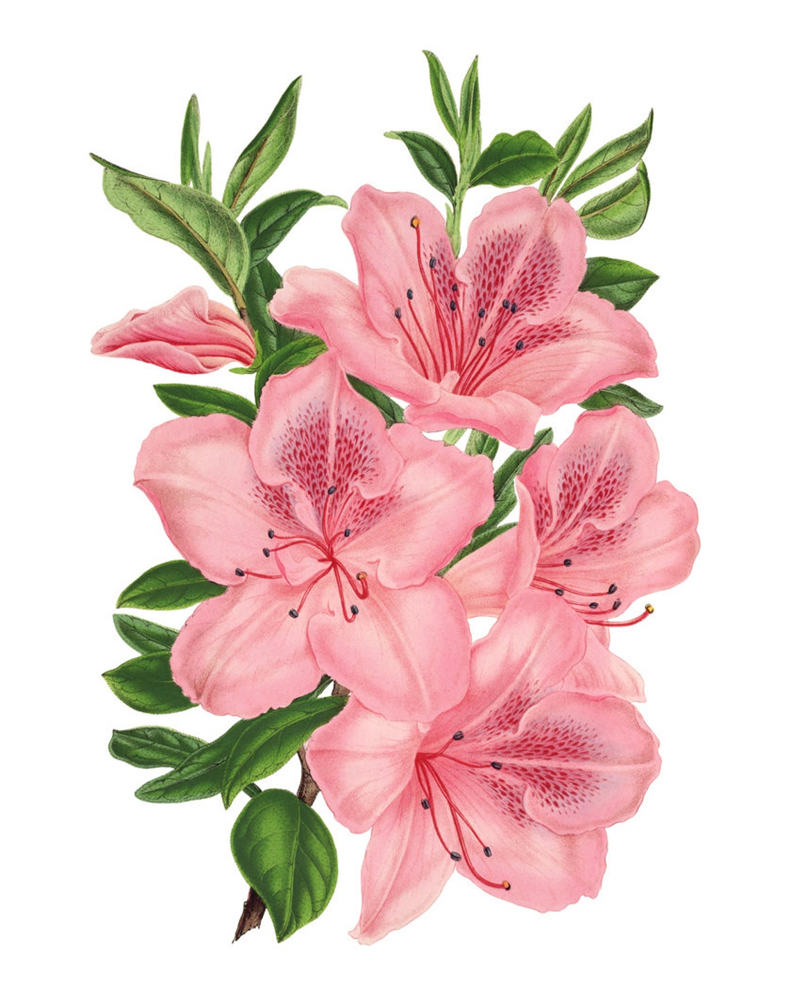 Pink Azaleas Printable Vintage Azalea Flower Illustration - Etsy