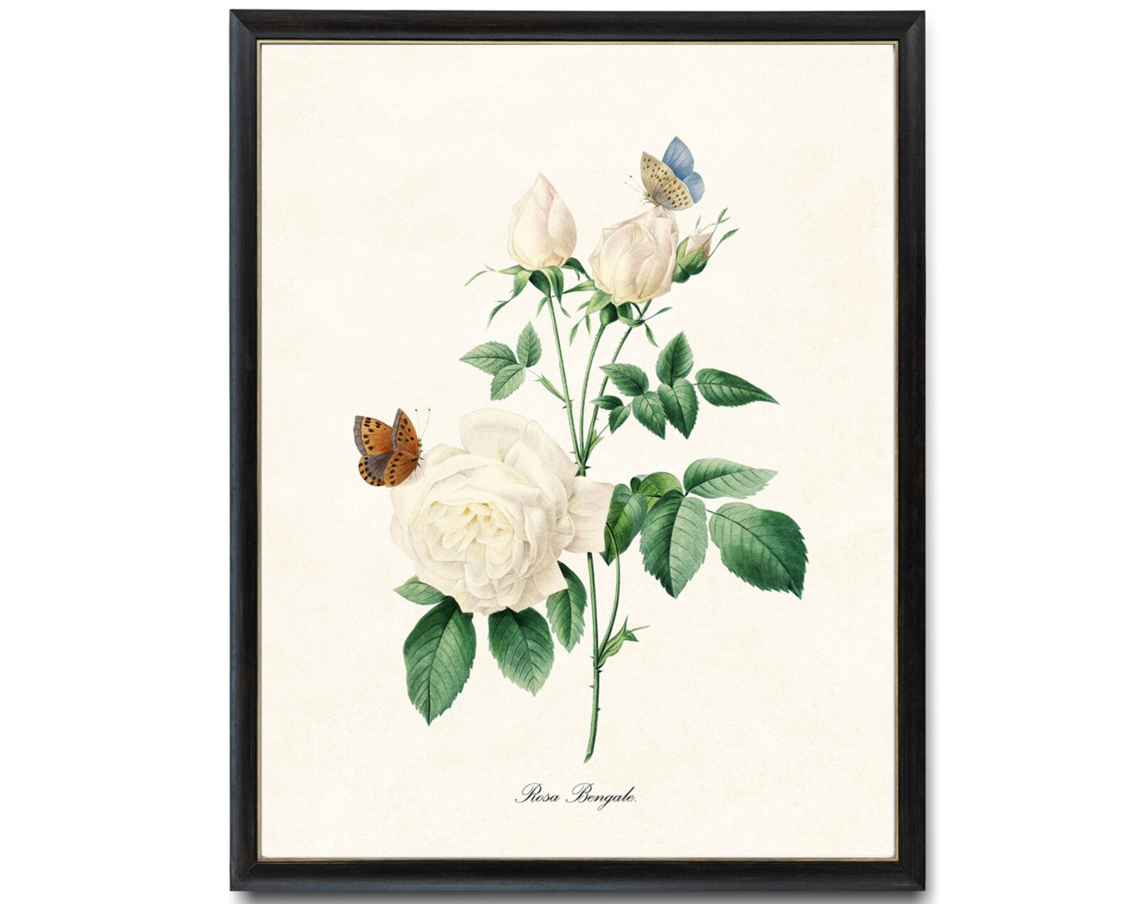 White Roses With Butterflies Printable, P.J. Redoute Art, Antique ...
