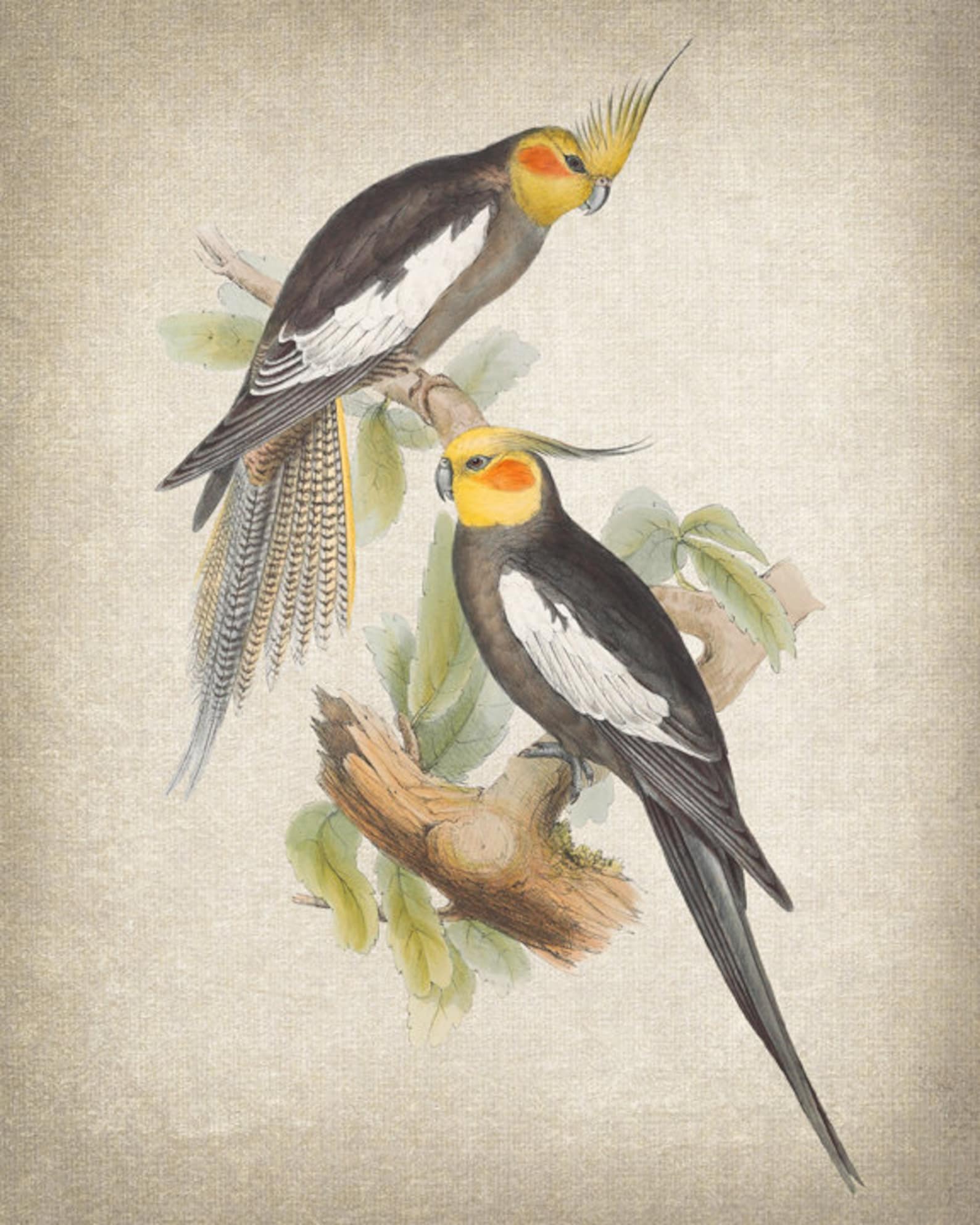Cockatiel Birds Printable, Vintage Illustration, Natural History Bird ...