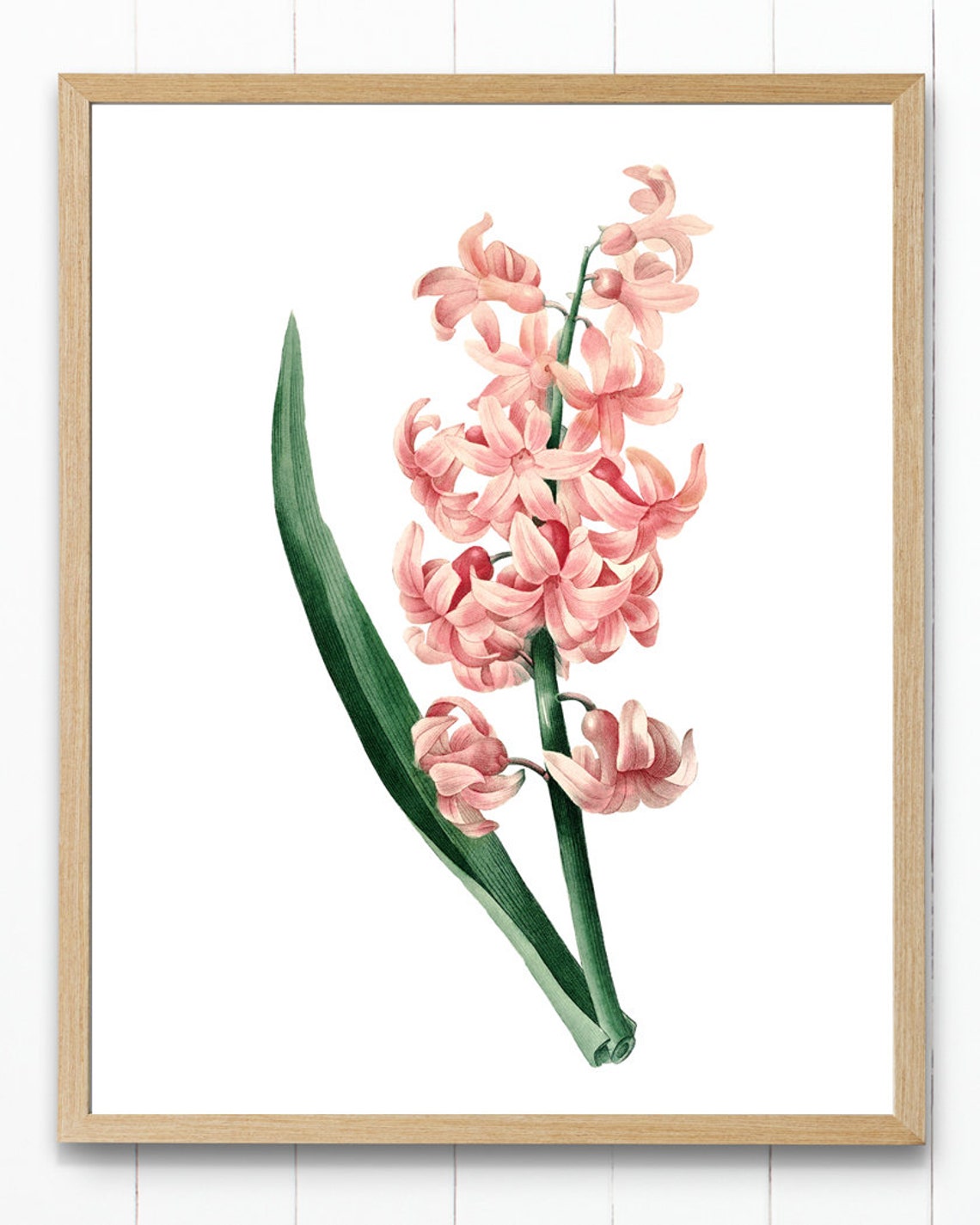 Pink Hyacinth Printable Antique Illustration Minimal Flower | Etsy