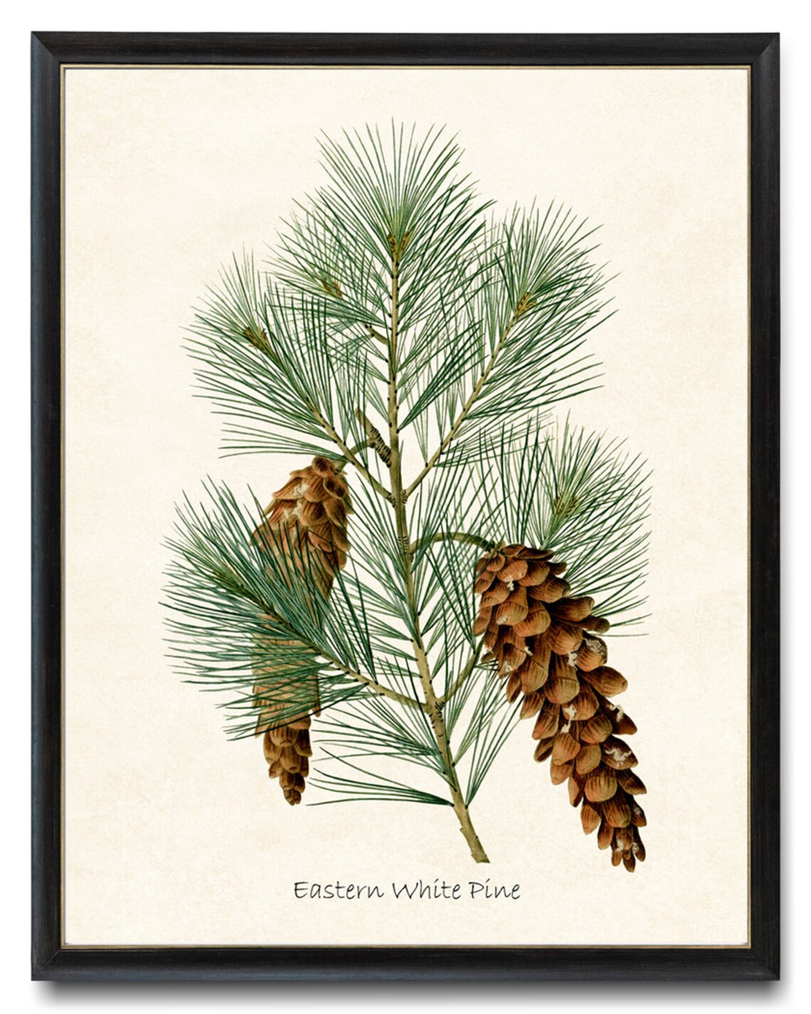 Eastern White Pine Printable Vintage Botanical Illustration | Etsy