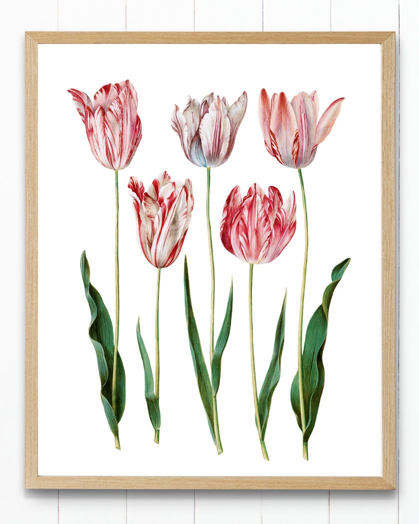 Spring Tulips Digital Download Vintage Flower Illustration - Etsy