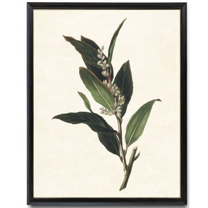 Bay Laurel Plant Printable, Vintage Botanical Illustration, Kitchen ...