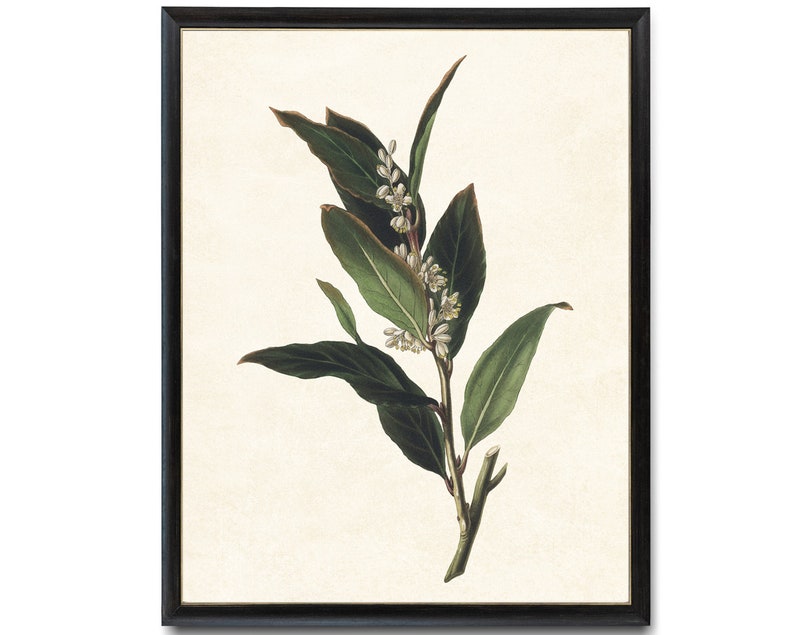 Bay Laurel Plant Printable Vintage Botanical Illustration - Etsy