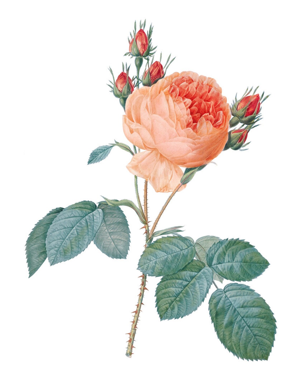 Peach Rose Printable Vintage Flower Illustration Botanical - Etsy