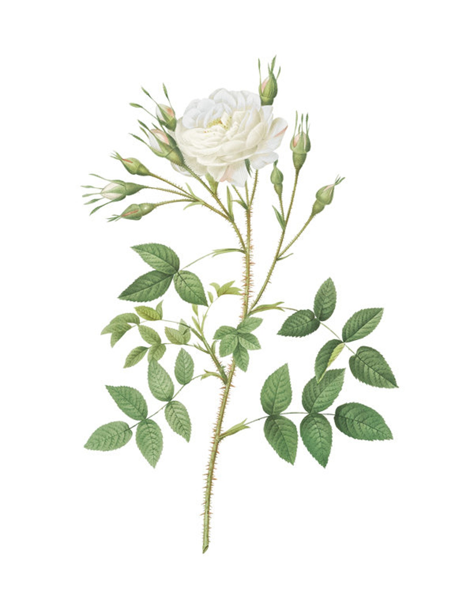 P.J. Redoute Art Rose Set of 12 8x10 Printables Vintage | Etsy