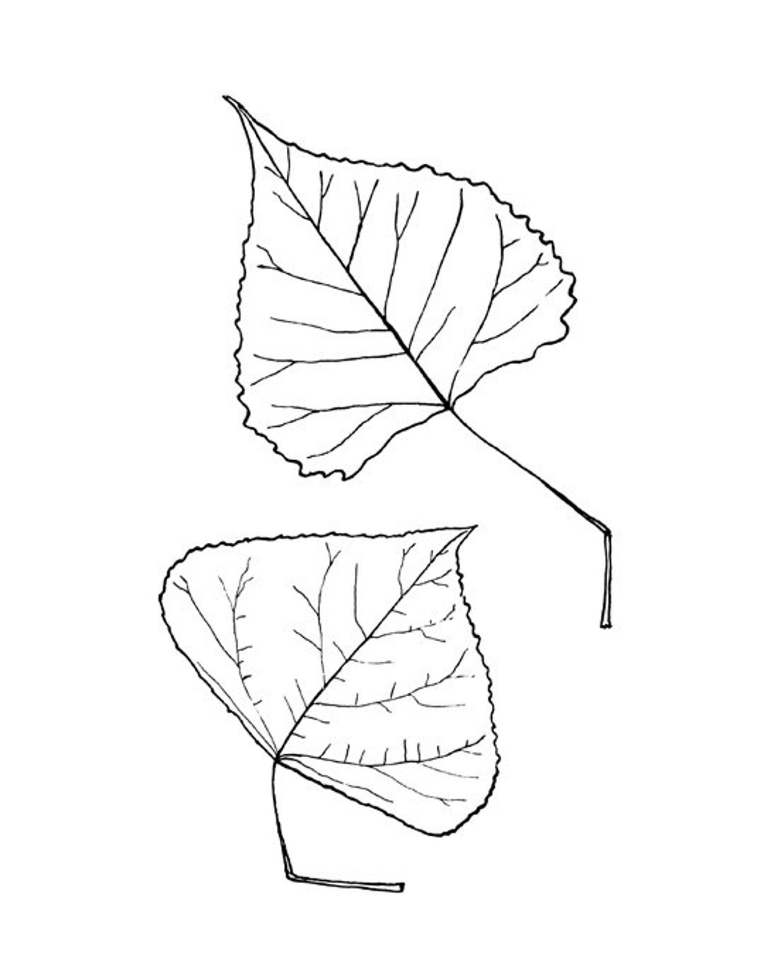 Leaf Line Art Printables Set of 16 Vintage Botanical - Etsy