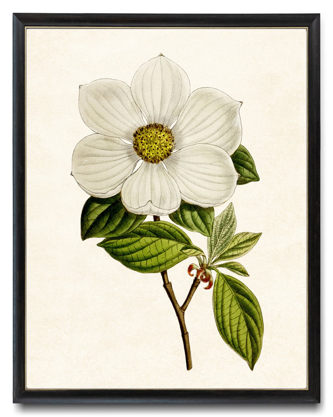 Pacific Dogwood Print Vintage Flower Illustration Botanical Wall Art Printable INSTANT DOWNLOAD Etsy UK