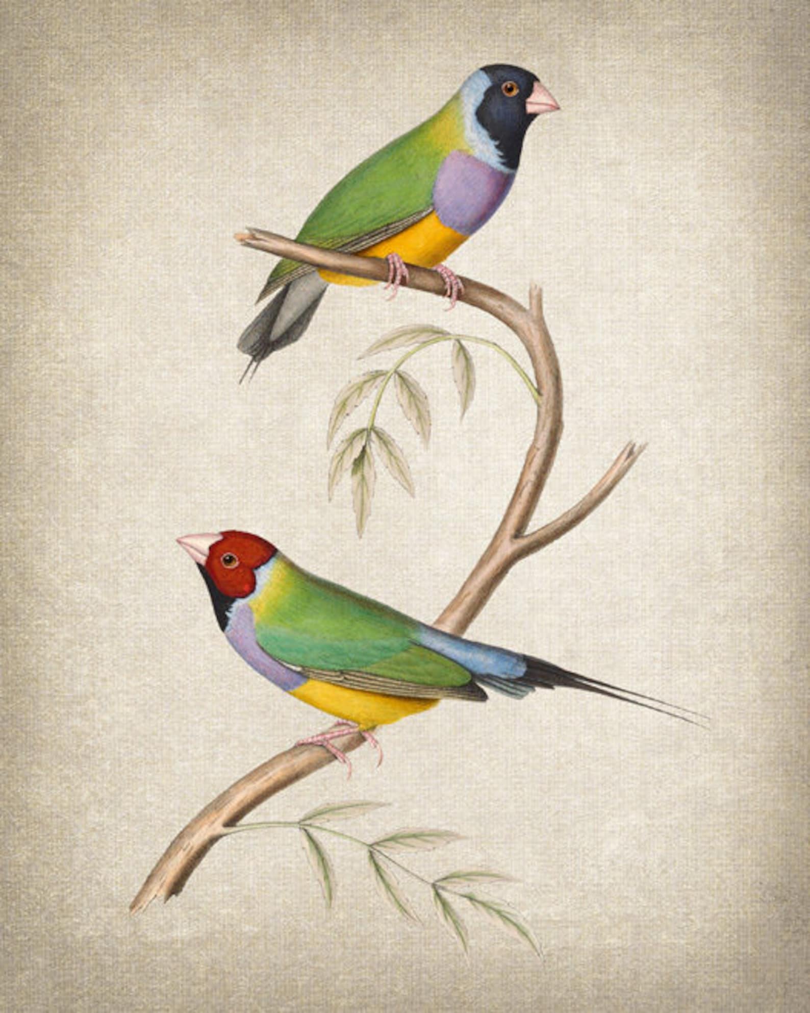 Bird Printable Gouldian Finch Vintage Illustration Instant - Etsy