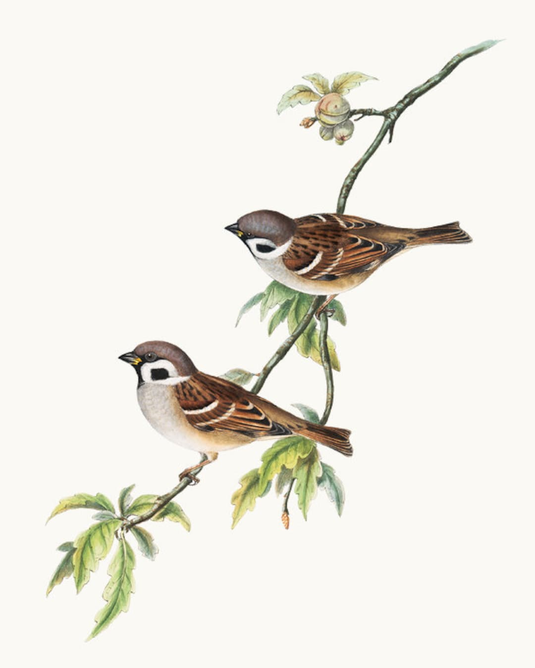Tree Sparrow Birds Clipart Printable, Vintage Bird Illustration ...