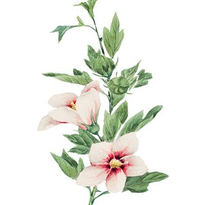 Pink Japanese Art Flowers, Digital Download, Antique Floral ...