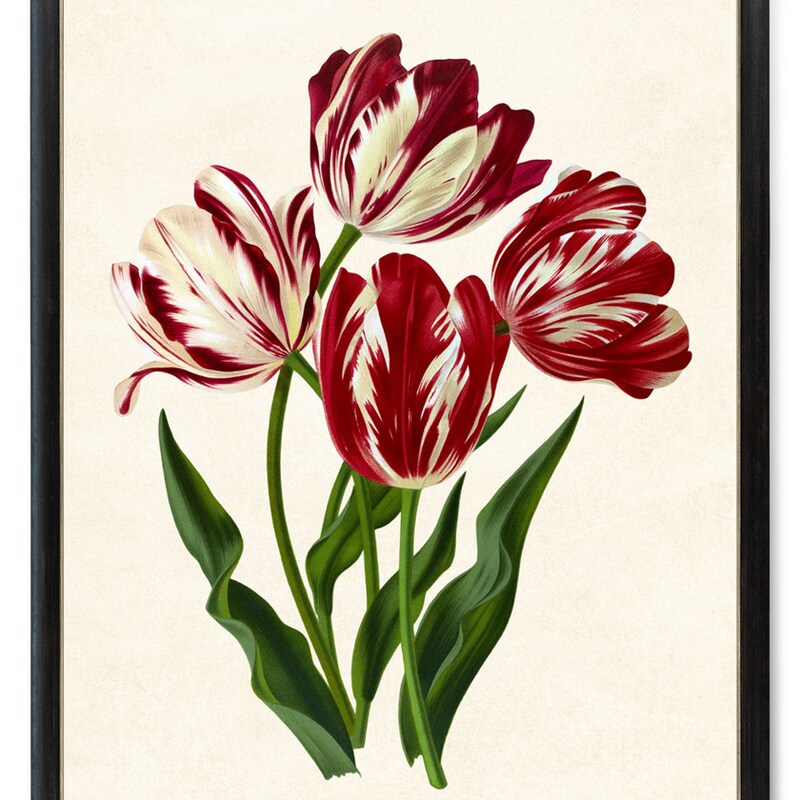Tulip Print - Etsy