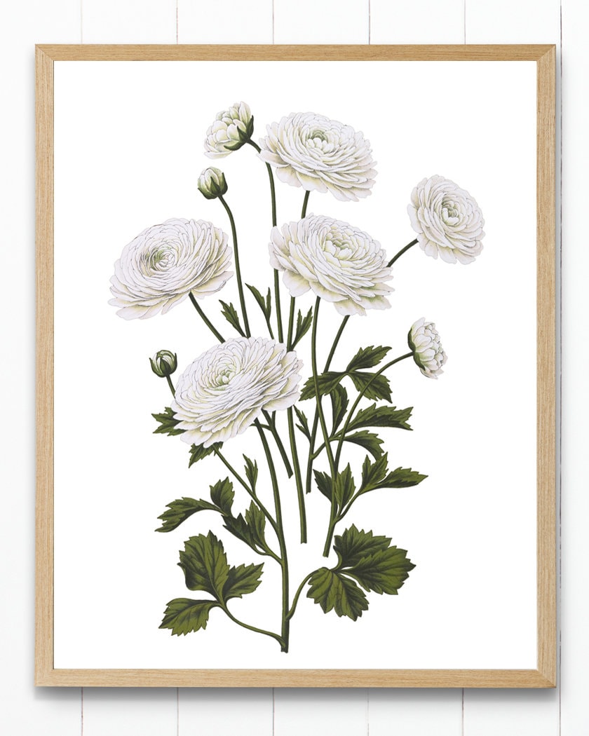 White Ranunculus Print Vintage Flower Illustration Botanical - Etsy