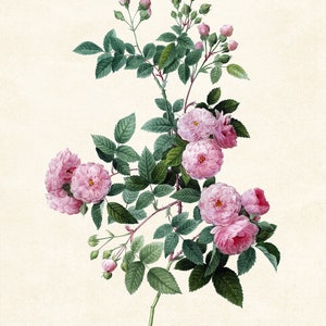 Pink Roses Printable, Antique Flower Illustration, French Rose ...