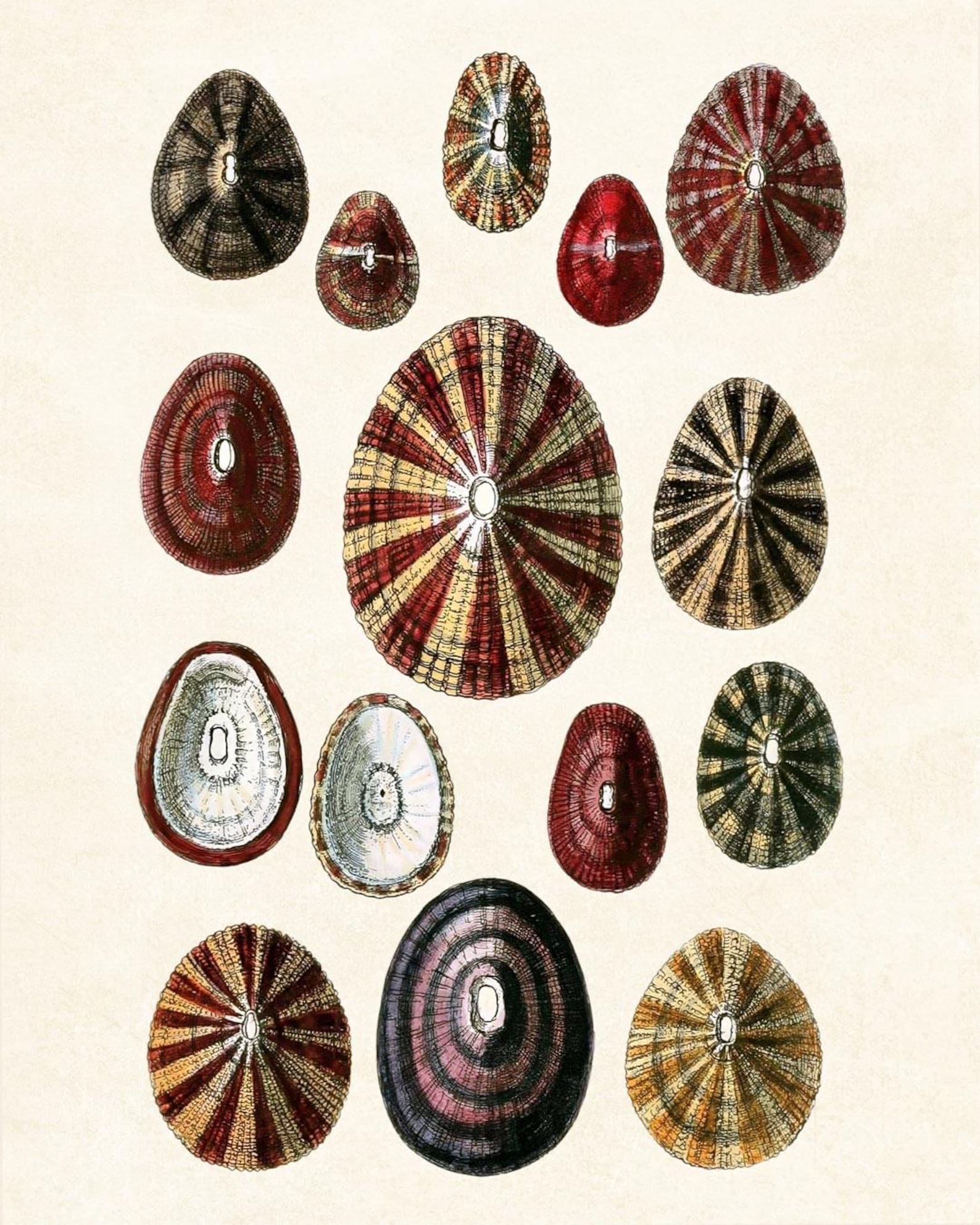 Set of 12 Shells, 8x10 Digital Prints, Vintage Seashell Illustrations ...