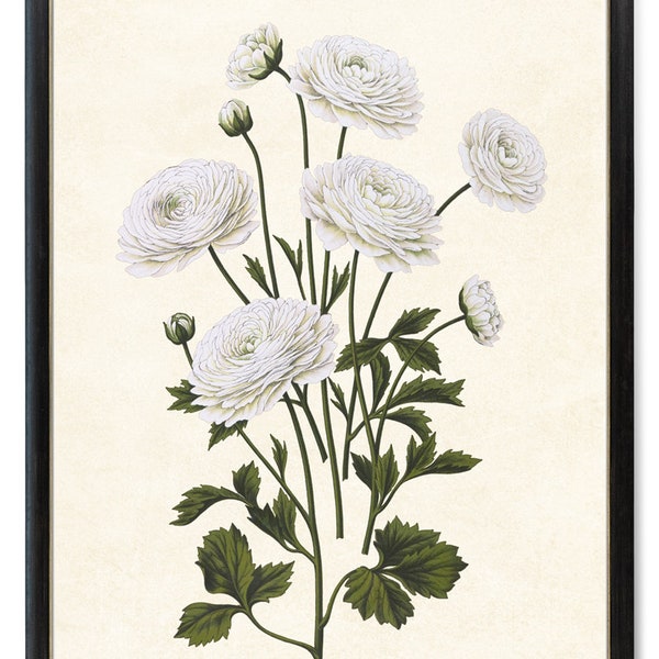 Ranunculus - Etsy