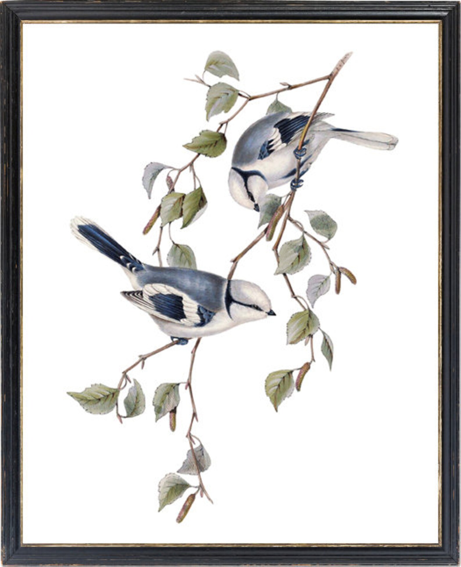 Azure Blue Tit Birds Printable, Vintage Illustration, Natural History ...