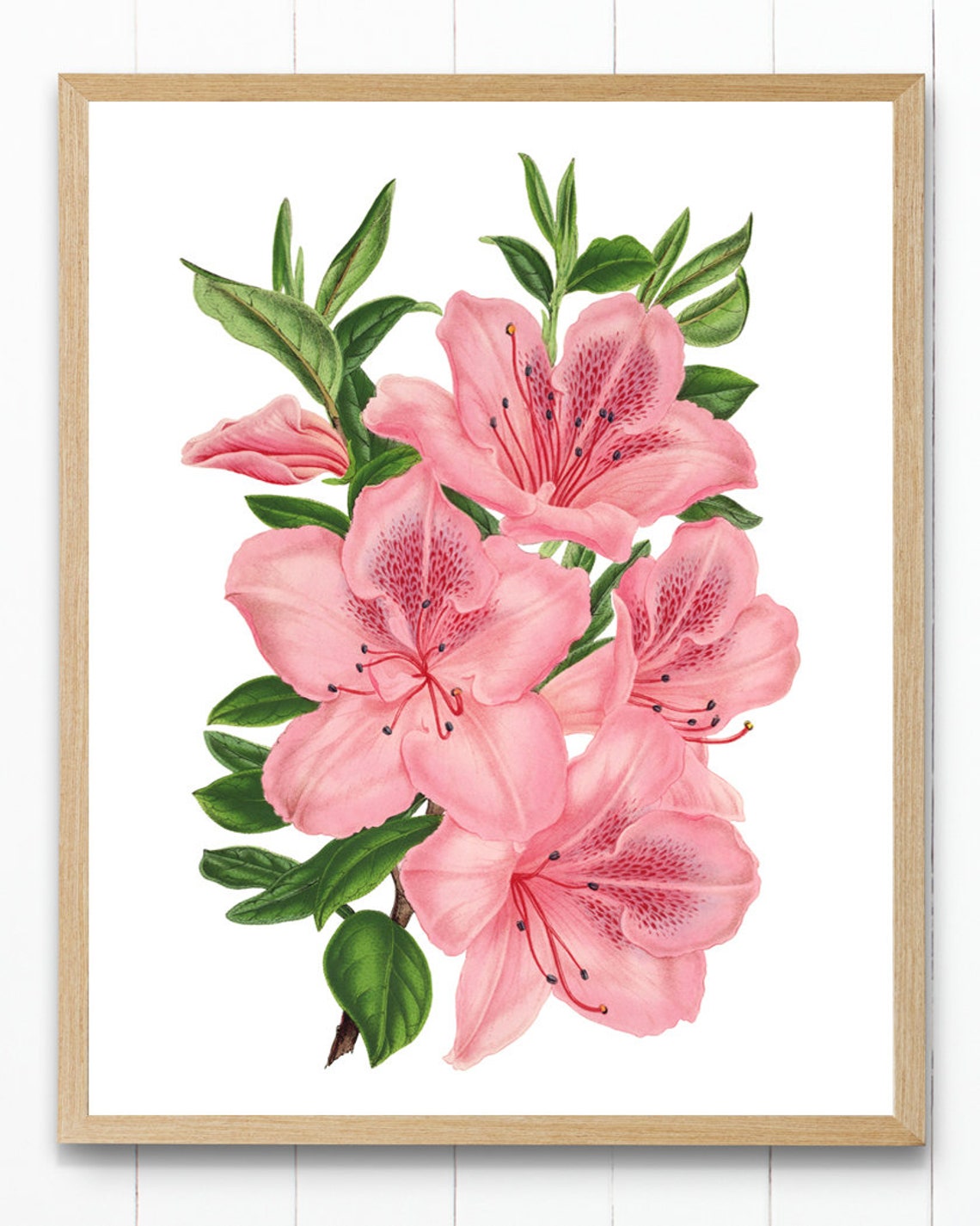 Pink Azaleas Printable Vintage Azalea Flower Illustration - Etsy