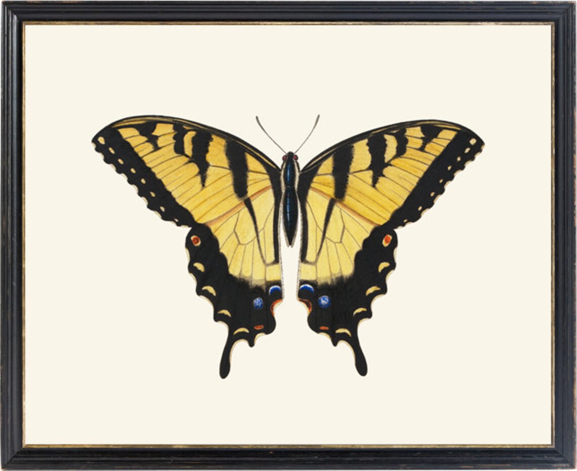 Tiger Swallowtail Butterfly Printable Art Vintage Insect | Etsy