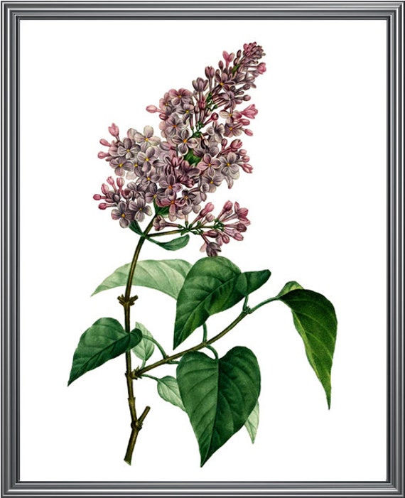 Lilac Printable Vintage Lilacs Illustration Flower Wall Art | Etsy