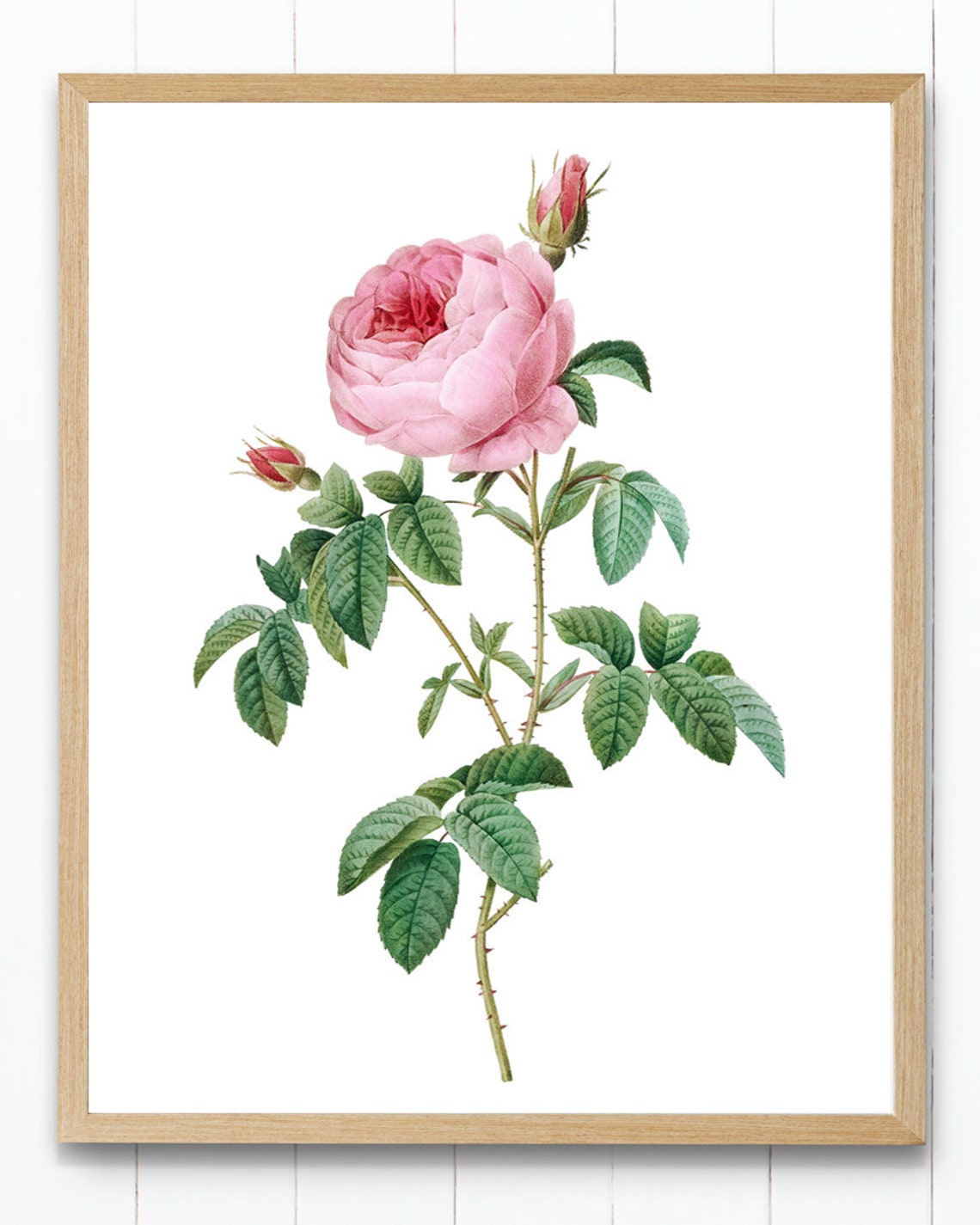 P.J. Redoute Pink Cabbage Rose Printable Art Vintage Flower - Etsy