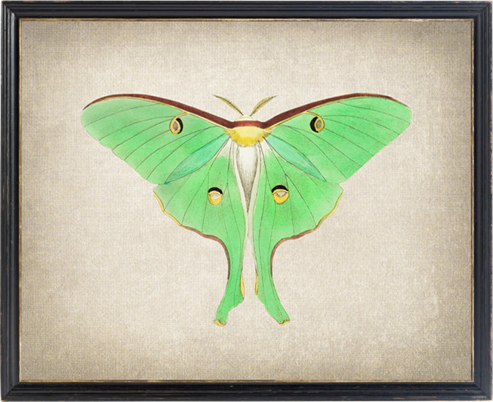 Mint Green Luna Moth Printable Art Vintage Insect - Etsy
