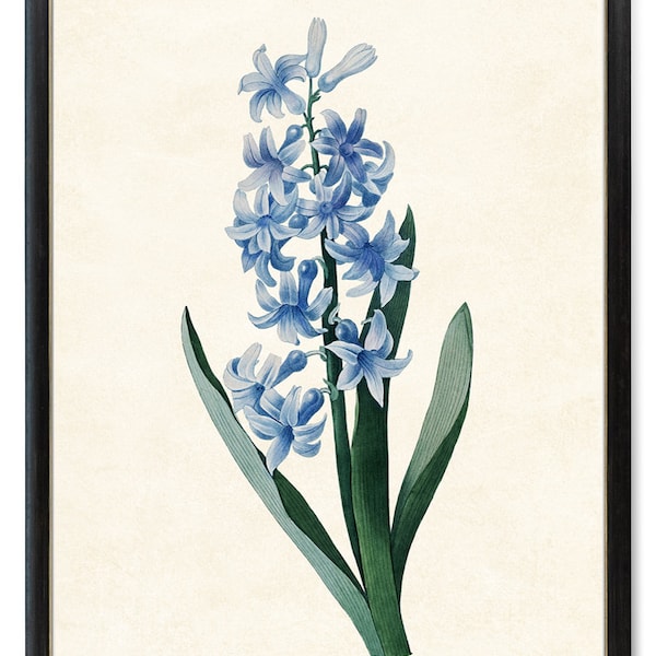 Hyacinth Blue - Etsy