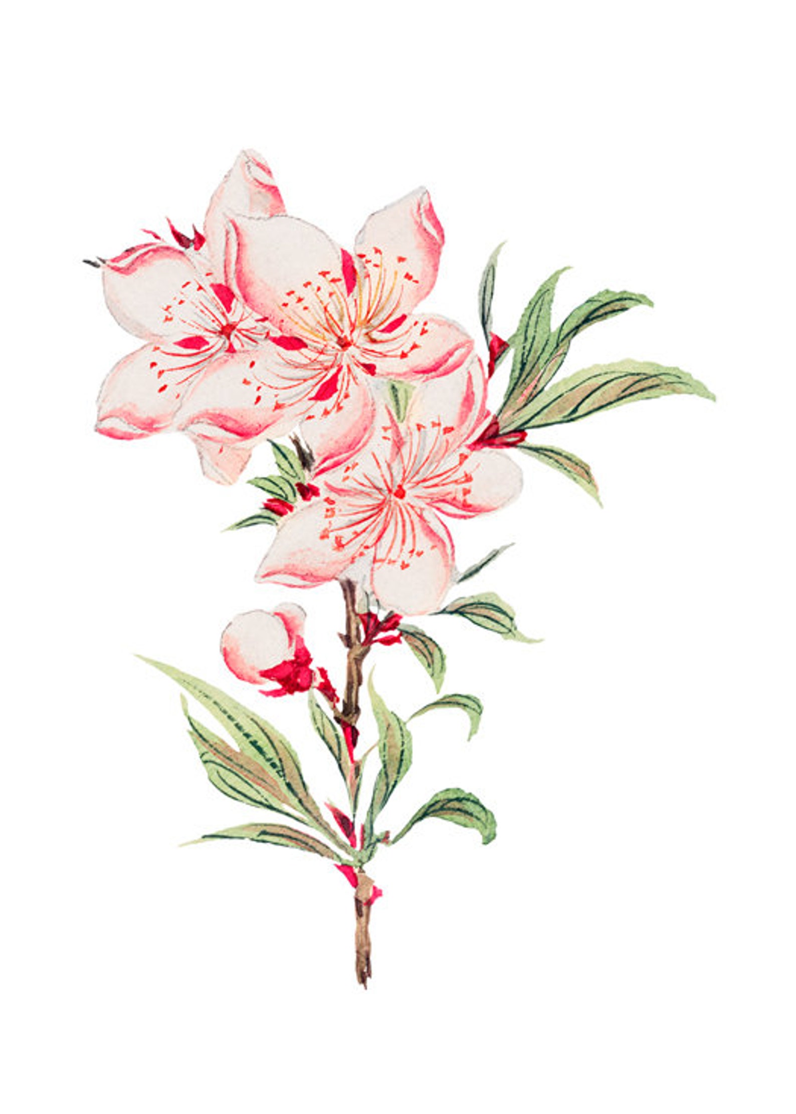 Pink Japanese Art Flowers Digital Download Antique Floral - Etsy