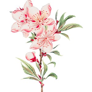 Pink Japanese Art Flowers, Digital Download, Antique Floral ...