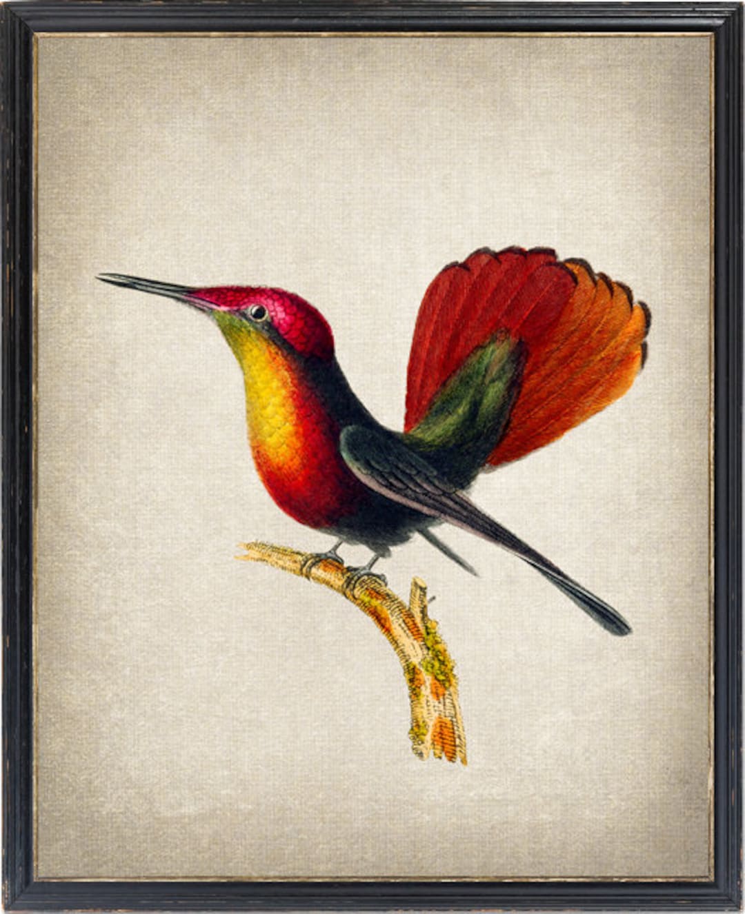 Ruby Topaz Hummingbird Digital Print, Vintage Bird Illustration ...