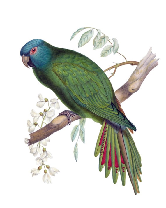 Alexandrine Parrot Blue