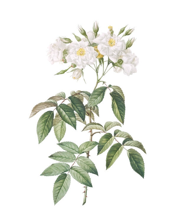 P.J. Redoute Art Rose Set of 12 8x10 Printables Vintage - Etsy Canada