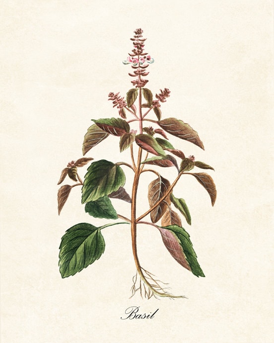 Basil Botanical Drawing
