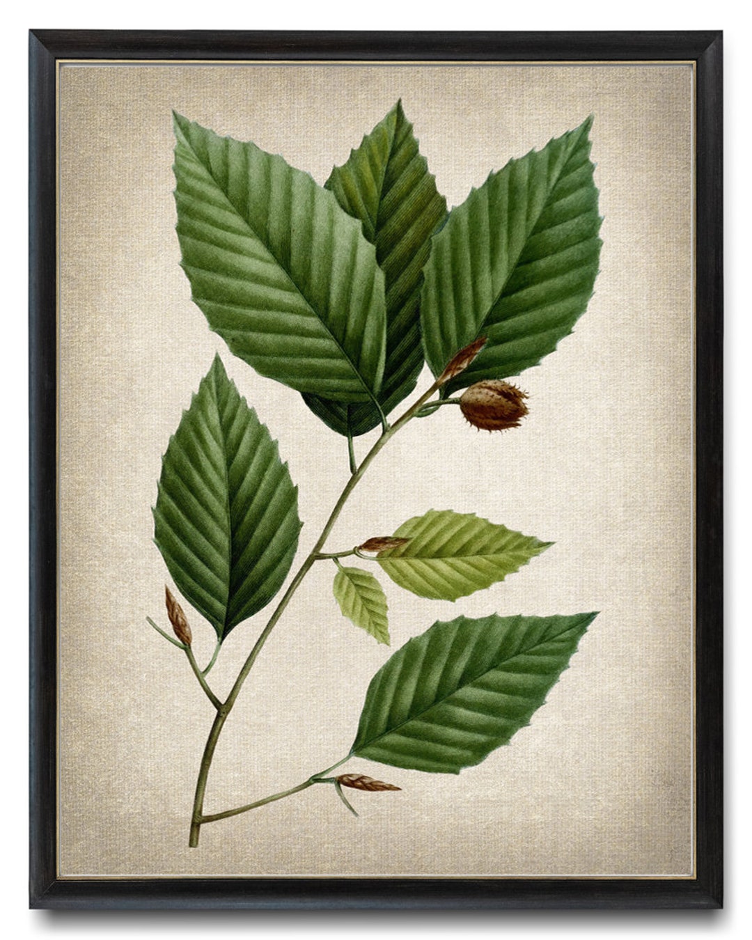 Botanical Print, White Beech Tree Leaves Vintage Illustration ...