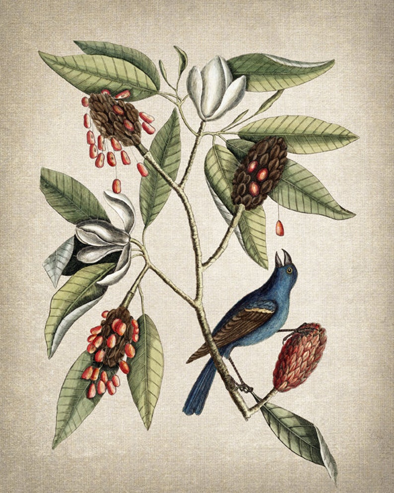 Mark Catesby Birds Set of 4 Printables 1700's Antique - Etsy