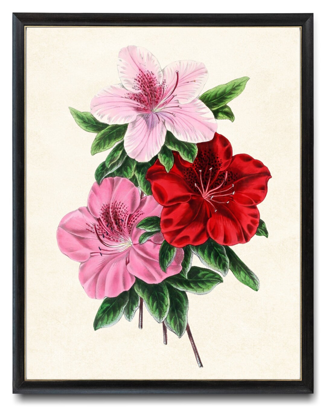Pink and Red Azaleas Printable Floral Art, Vintage Azalea Flower ...