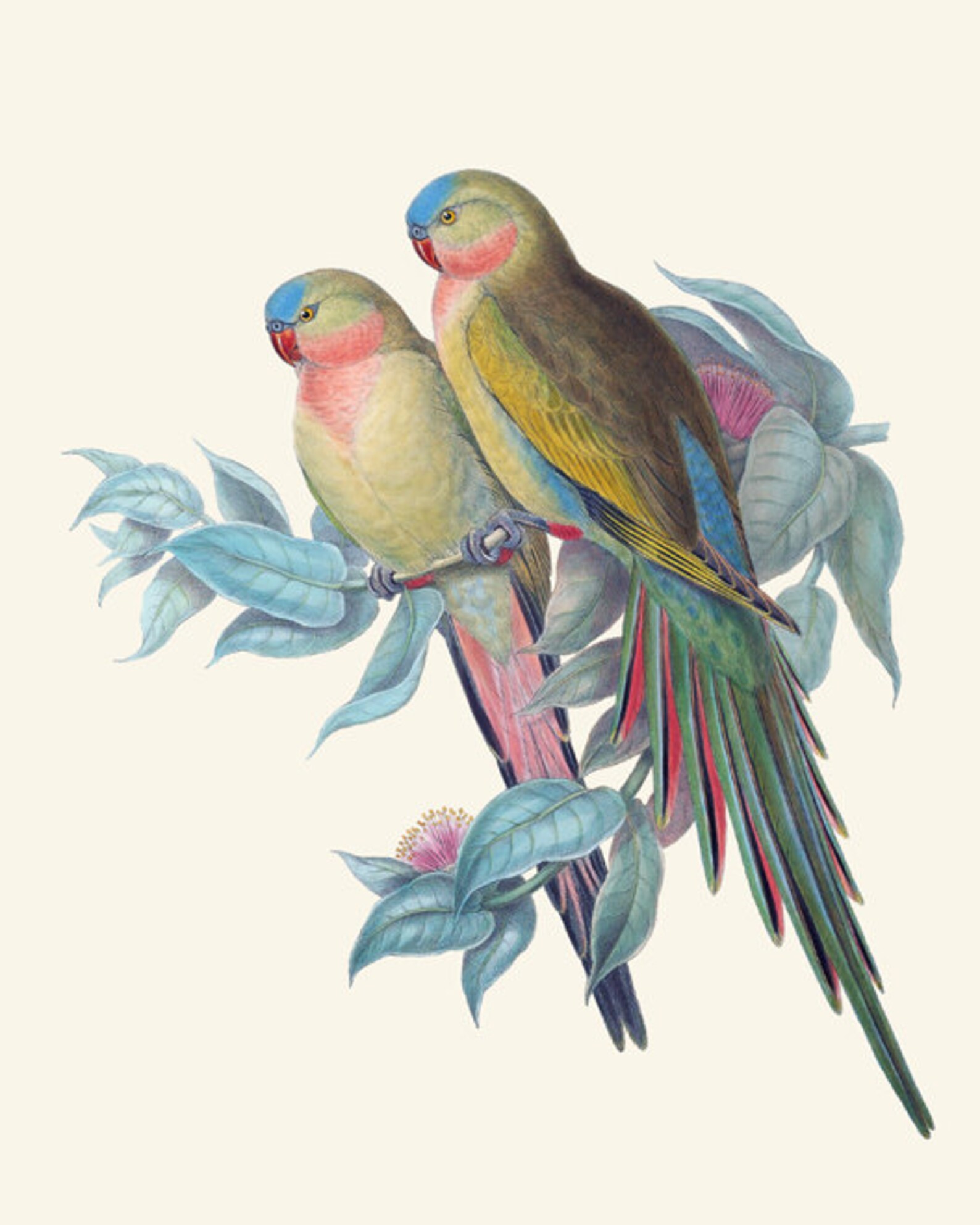 Princess Parrots Printable Vintage Parrot Illustration - Etsy