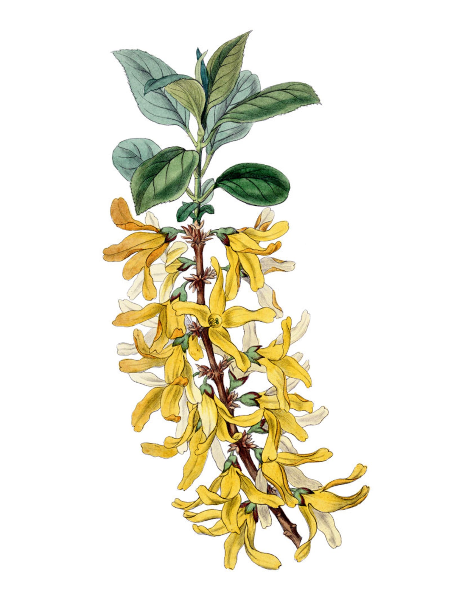 Forsythia Digital Download, Vintage Illustration, Botanical Print ...