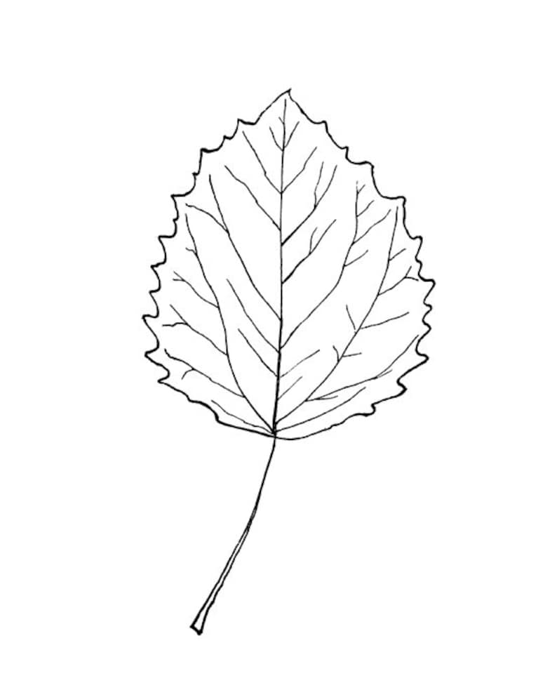 Leaf Line Art Printables Set of 16 Vintage Botanical - Etsy