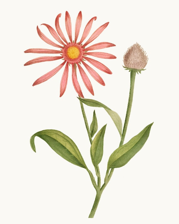 Vintage Pink Flower Clipart Digital Download 'echinacea | Etsy