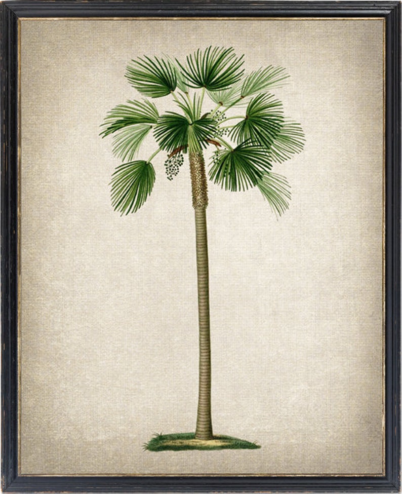 Fan Palm Printable Palm Tree Vintage Illustration Botanical | Etsy