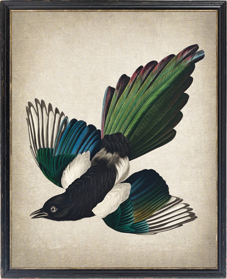 NEW 16X20 Bird Printable American Magpie Antique - Etsy
