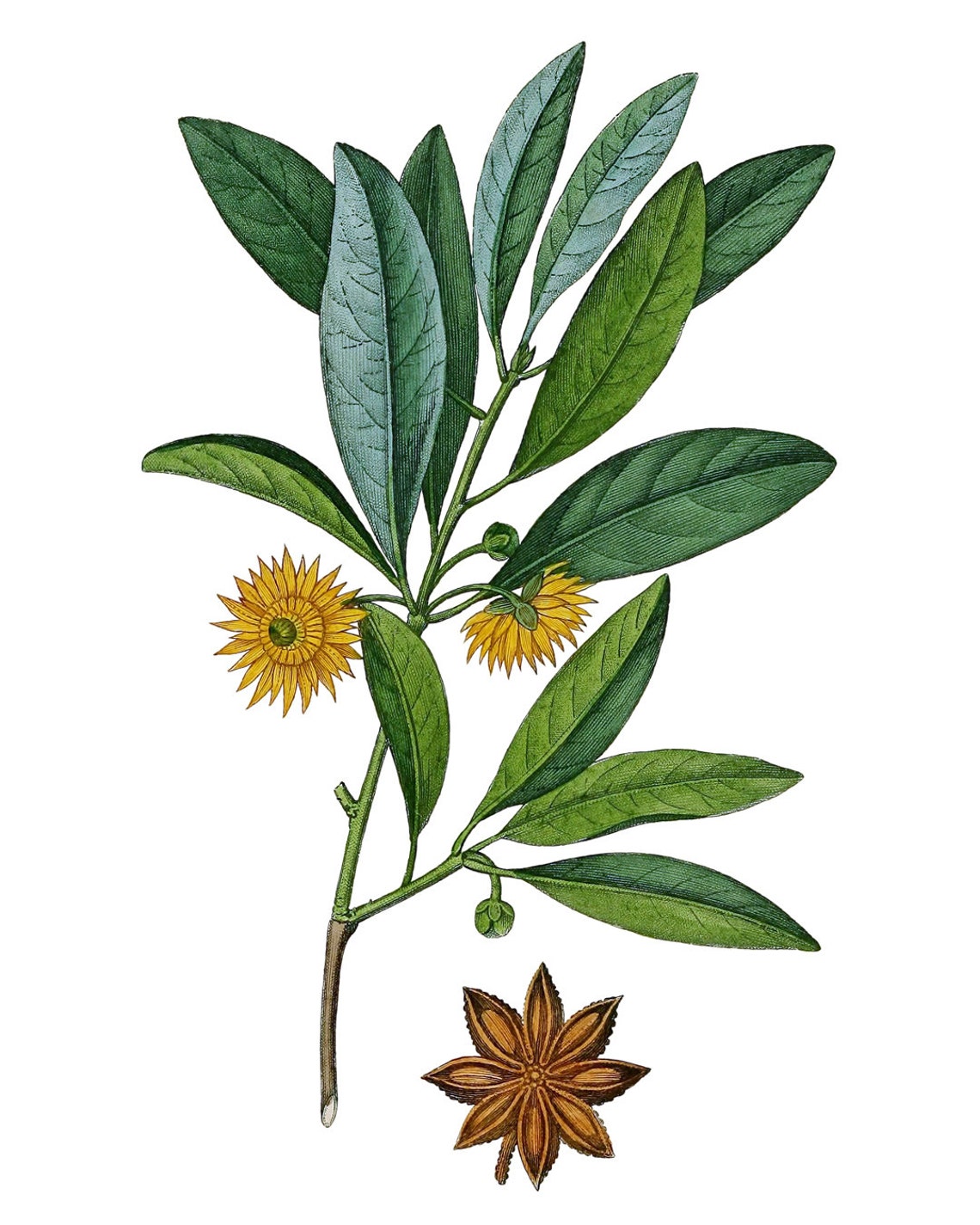 Star Anise Plant Digital Print, Antique Botanical Illustration ...