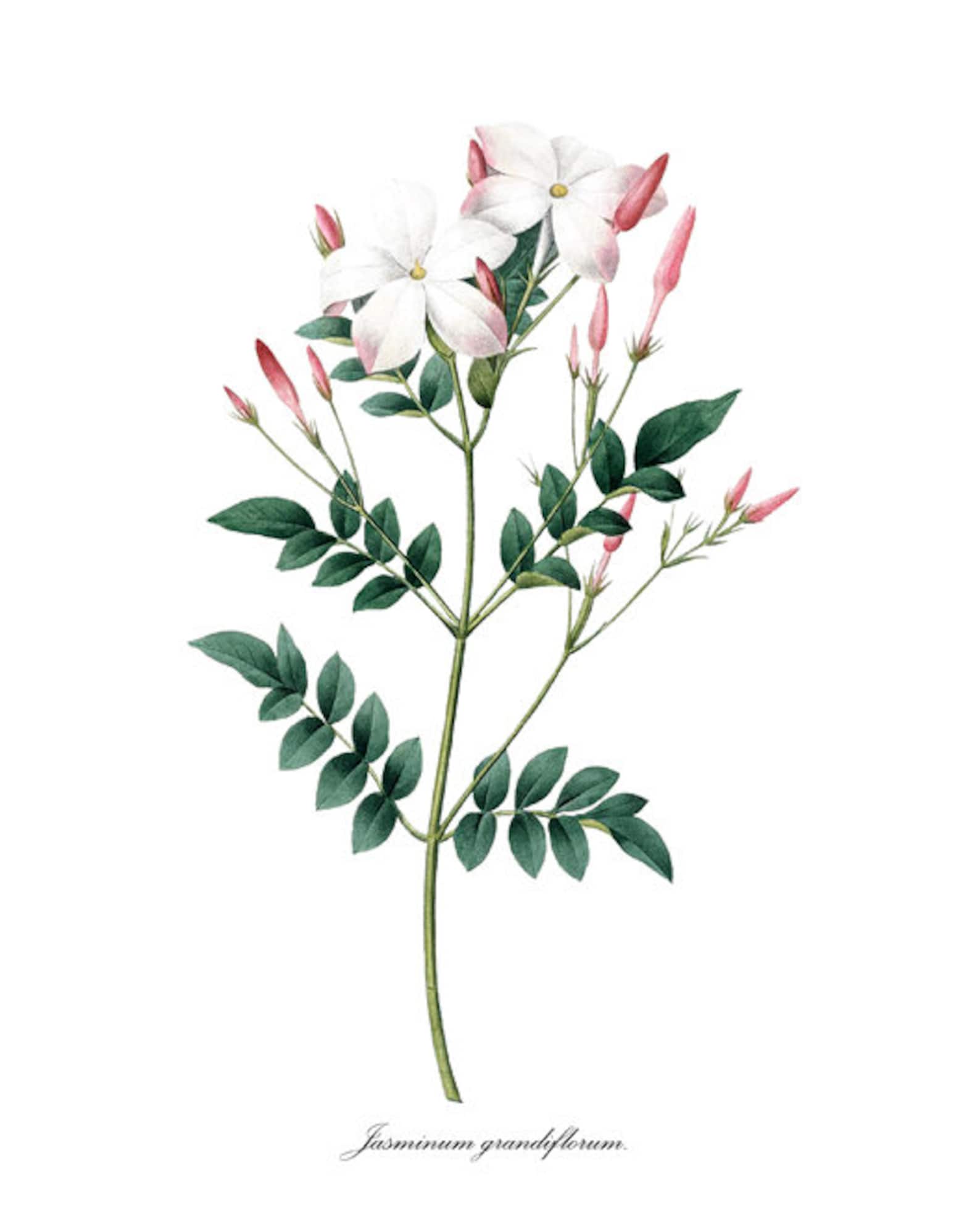 P.J. Redoute Flowers Set of 12 8x10 Printables Antique | Etsy