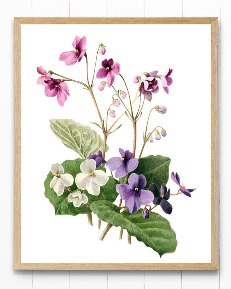 African Violets Printable, Vintage Flower Illustration, Botanical Wall ...
