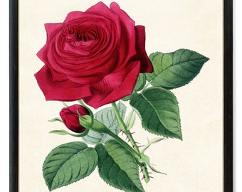 Red Rose Flower Art Print Botanical Watercolors Illustration Instant ...